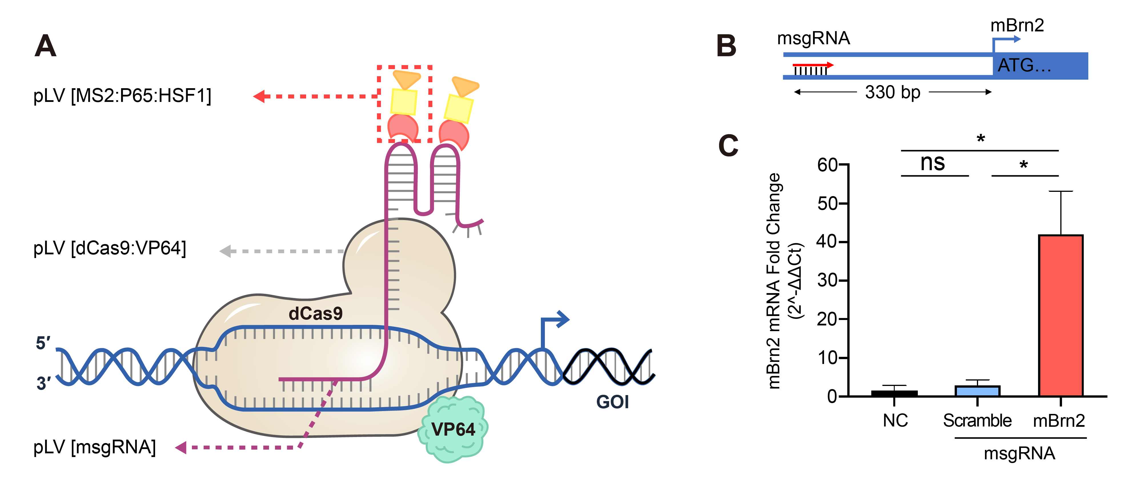 CRISPR Genome Editing Solutions | VectorBuilder